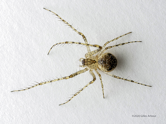 Mimetus notius ()| NatureWeb.com