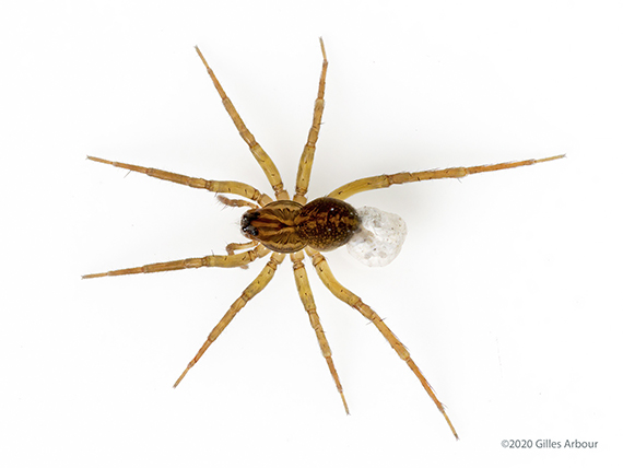 Piratula minuta ()| NatureWeb.com