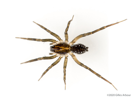 Piratula minuta ()| NatureWeb.com