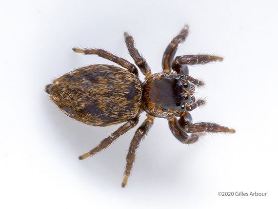 Salticidae | NatureWeb.com