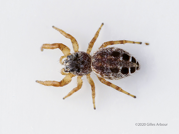 Pelegrina insignis ()| NatureWeb.com