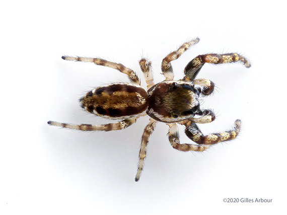 Salticidae | NatureWeb.com
