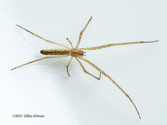 Tetragnatha straminea ()| NatureWeb.com