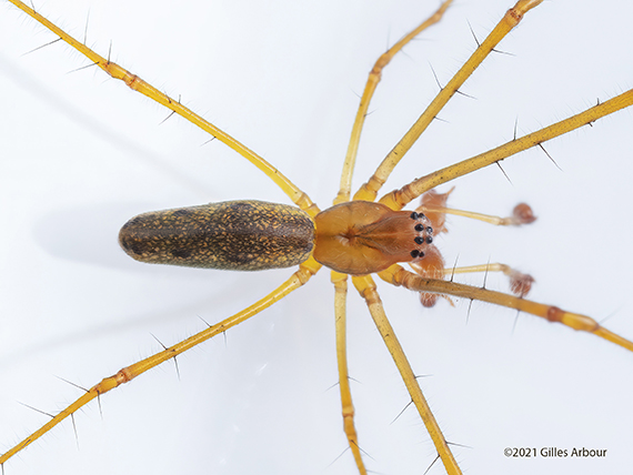 Tetragnatha versicolor ()| NatureWeb.com
