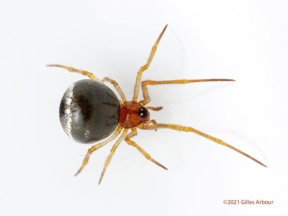 Theridiidae | NatureWeb.com