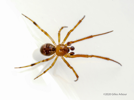 Theridiidae | NatureWeb.com
