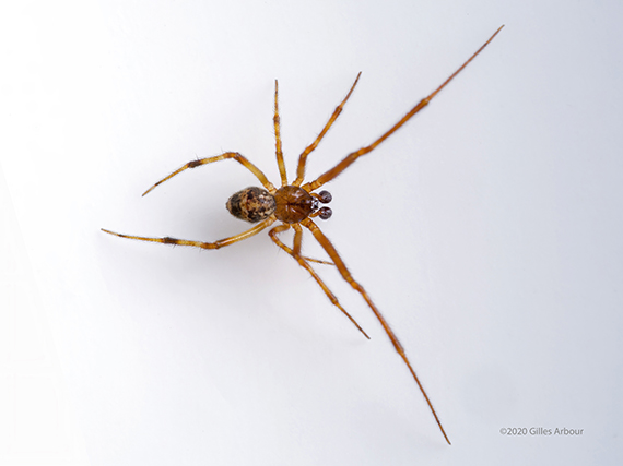 Parasteatoda tepidariorum ()| NatureWeb.com