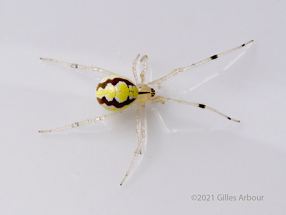 Theridiidae | NatureWeb.com