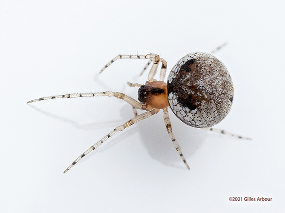 Wamba crispulus ()| NatureWeb.com