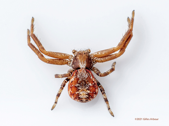 Xysticus punctatus ()| NatureWeb.com