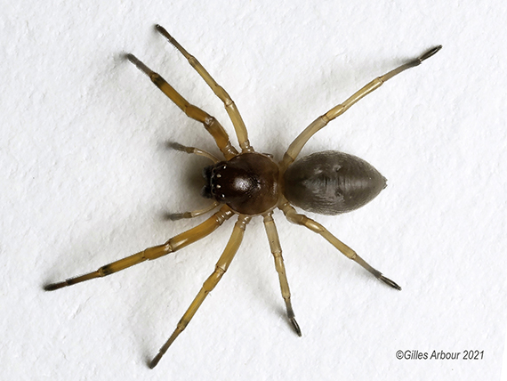 Trachelas tranquillus ()| NatureWeb.com