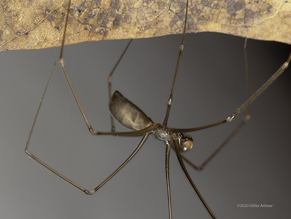 Pholcus opilionoides ()| NatureWeb.com