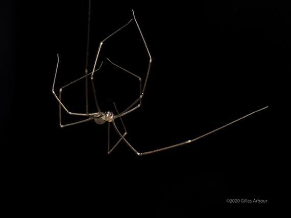 Pholcus opilionoides ()| NatureWeb.com