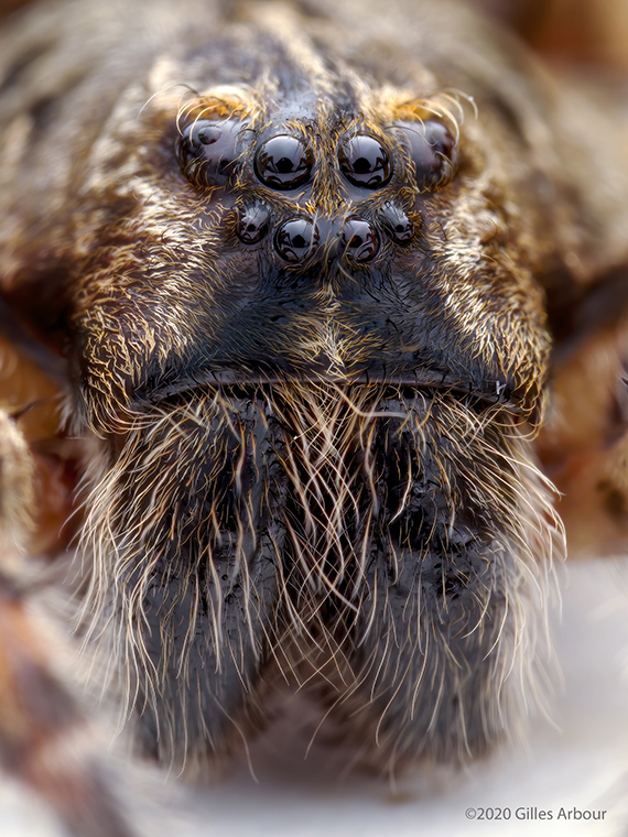 Dolomedes tenebrosus ()| NatureWeb.com