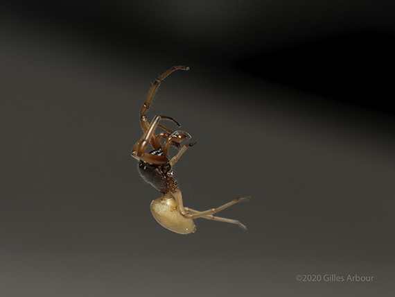 Trachelas tranquillus ()| NatureWeb.com