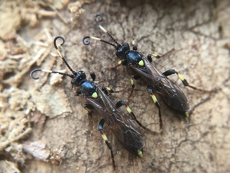 Les guêpes parasitoïdes et leur cycle de vie | NatureWeb.com