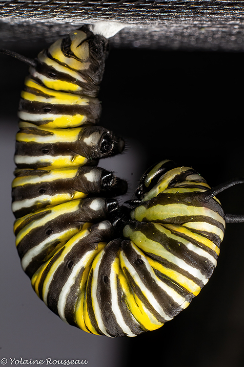 Le papillon monarque - interactions avec prédateurs et parasites ...
