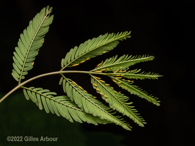 Bagheera kiplingi - Une araignée végétarienne! Carnet de voyage ...