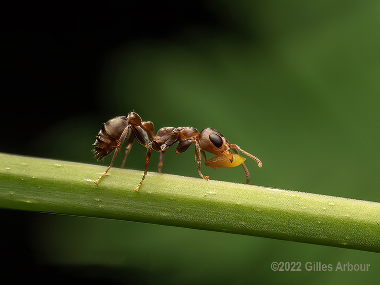 Bagheera kiplingi - Une araignée végétarienne! Carnet de voyage ...