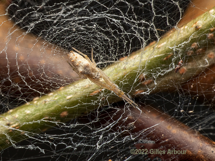 Bagheera kiplingi - Une araignée végétarienne! Carnet de voyage ...