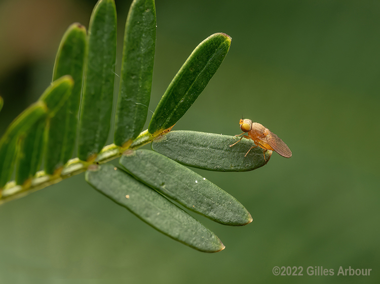 Bagheera kiplingi - Une araignée végétarienne! Carnet de voyage ...