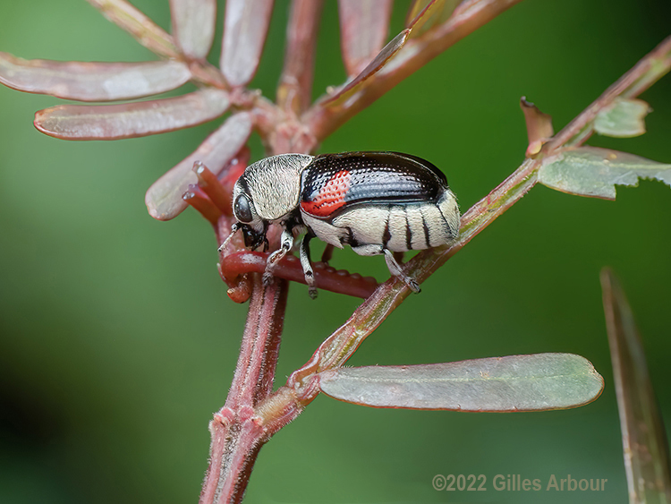 Bagheera kiplingi - Une araignée végétarienne! Carnet de voyage ...