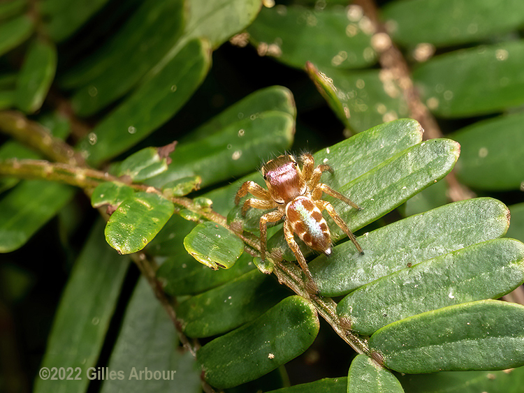 Bagheera kiplingi - Une araignée végétarienne! Carnet de voyage ...