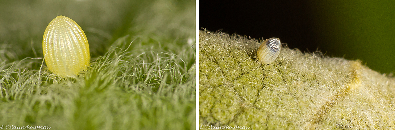 Développement de la chenille du papillon monarque | NatureWeb.com