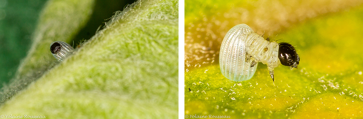 Développement de la chenille du papillon monarque | NatureWeb.com