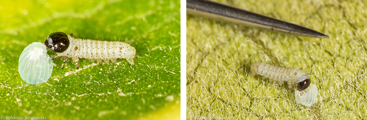 Développement de la chenille du papillon monarque | NatureWeb.com
