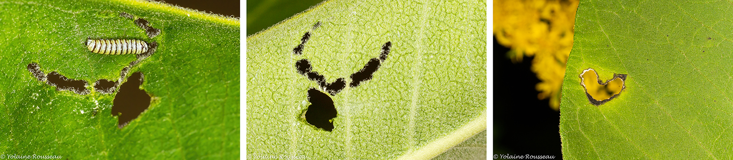 Développement de la chenille du papillon monarque | NatureWeb.com
