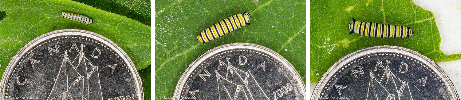 Développement de la chenille du papillon monarque | NatureWeb.com