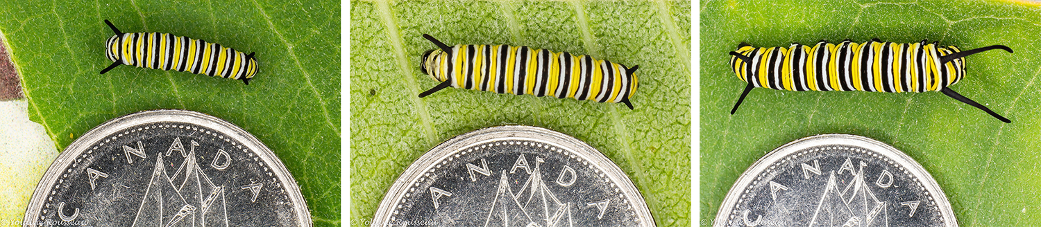 Développement de la chenille du papillon monarque | NatureWeb.com