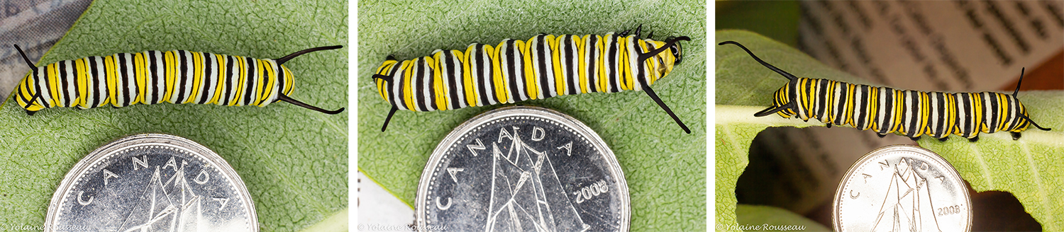 Développement de la chenille du papillon monarque | NatureWeb.com