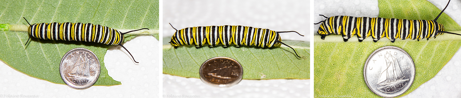 Développement de la chenille du papillon monarque | NatureWeb.com