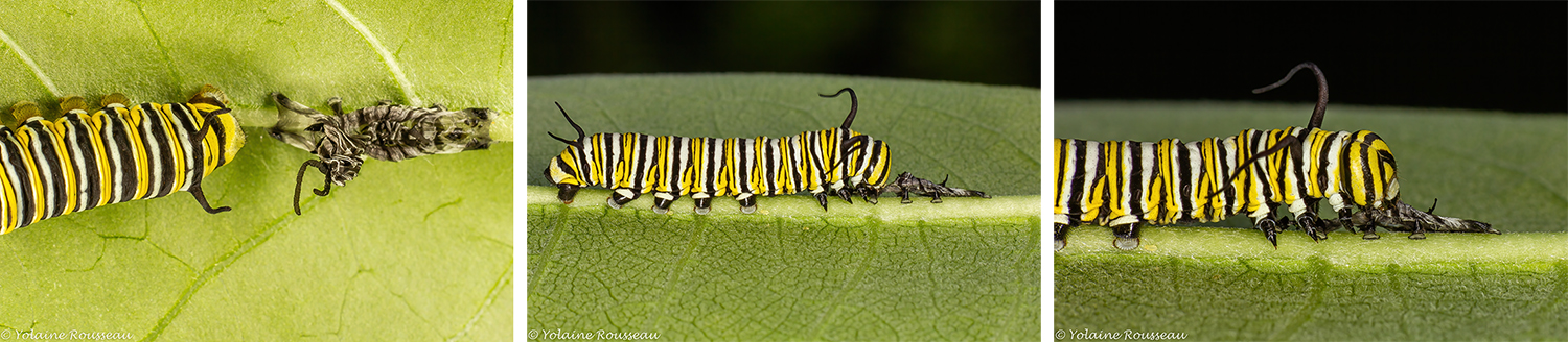 Développement de la chenille du papillon monarque | NatureWeb.com