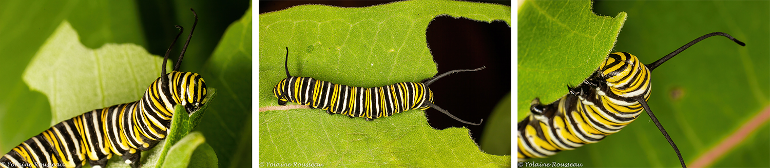 Développement de la chenille du papillon monarque | NatureWeb.com