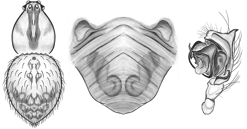 Mimetus notius ()| NatureWeb.com