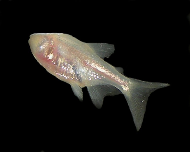 9 - Troglobie | NatureWeb.com