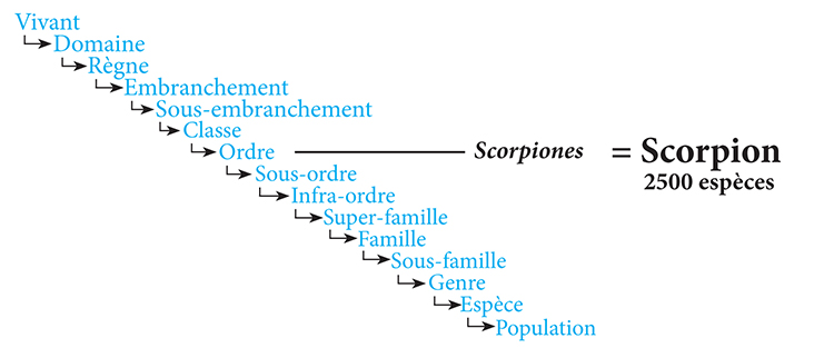 16 - Scorpion | NatureWeb.com