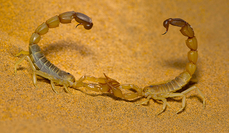 16 - Scorpion | NatureWeb.com