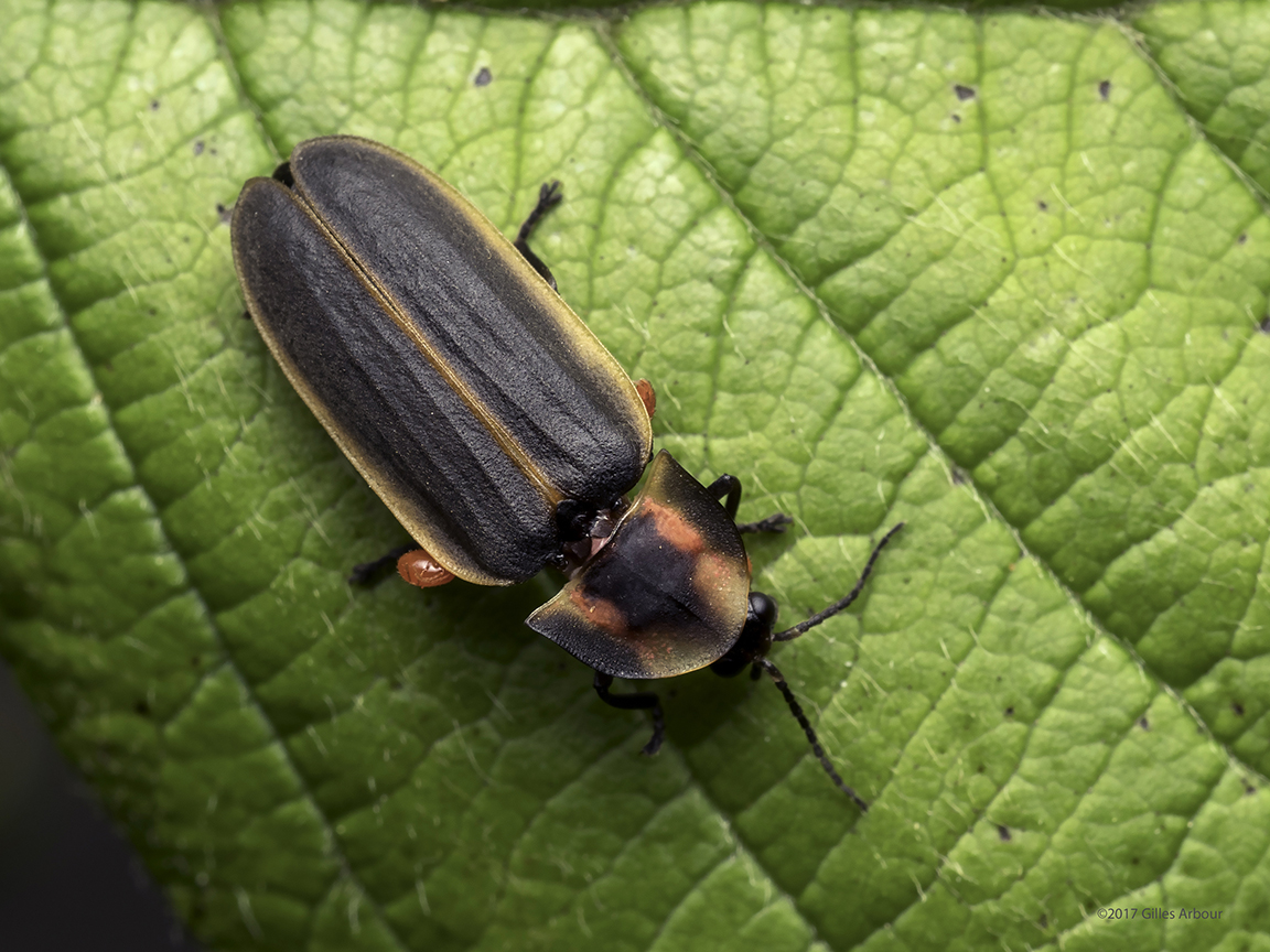 18 - Luciole | NatureWeb.com