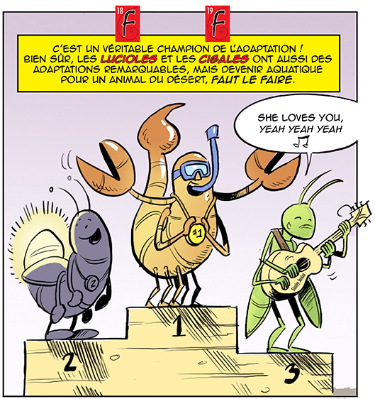 18 - Luciole | NatureWeb.com