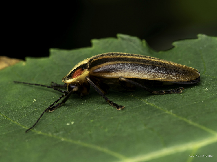 18 - Luciole | NatureWeb.com