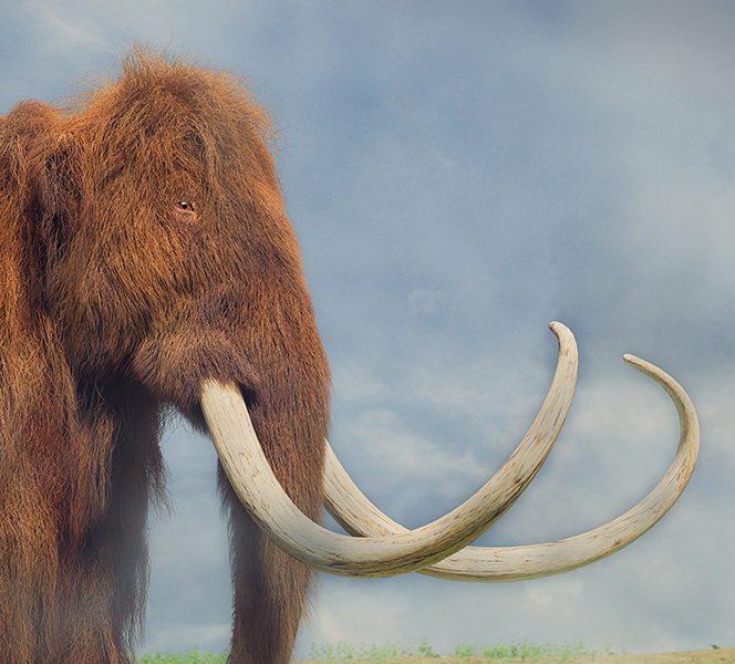 28 - Mammouth | NatureWeb.com