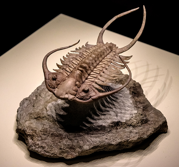 30 - Fossiles | NatureWeb.com