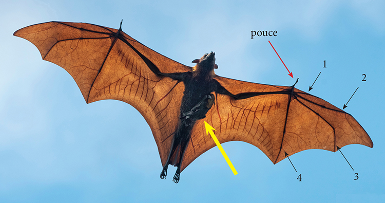 31 - Chauves-souris | NatureWeb.com