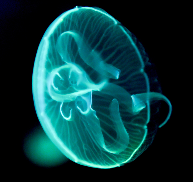 40 - Bioluminescence | NatureWeb.com