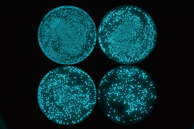 40 - Bioluminescence | NatureWeb.com