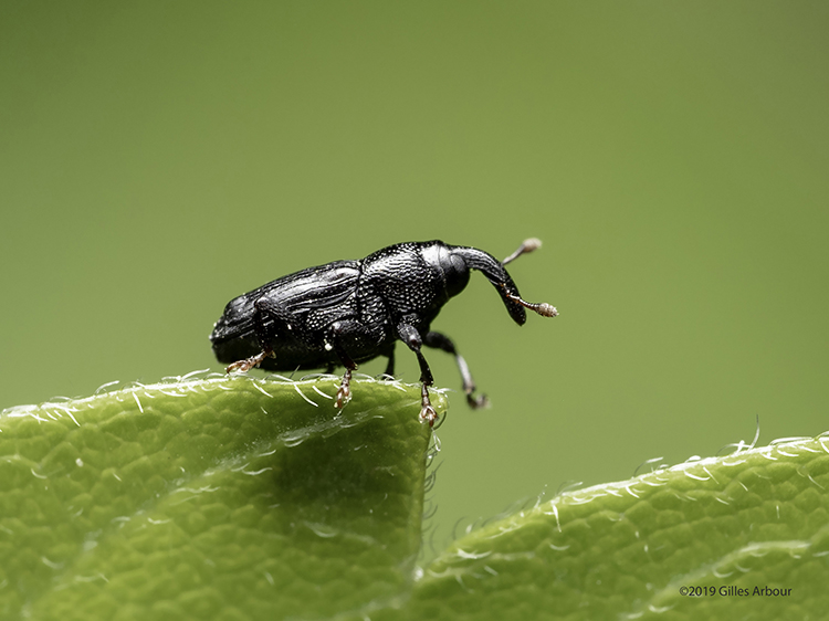 42 - Curculionidae | NatureWeb.com